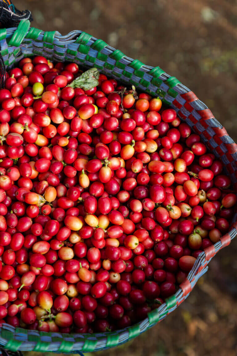 Captura de Carbono en Cafetales Bajo Sombra | Productores Participantes